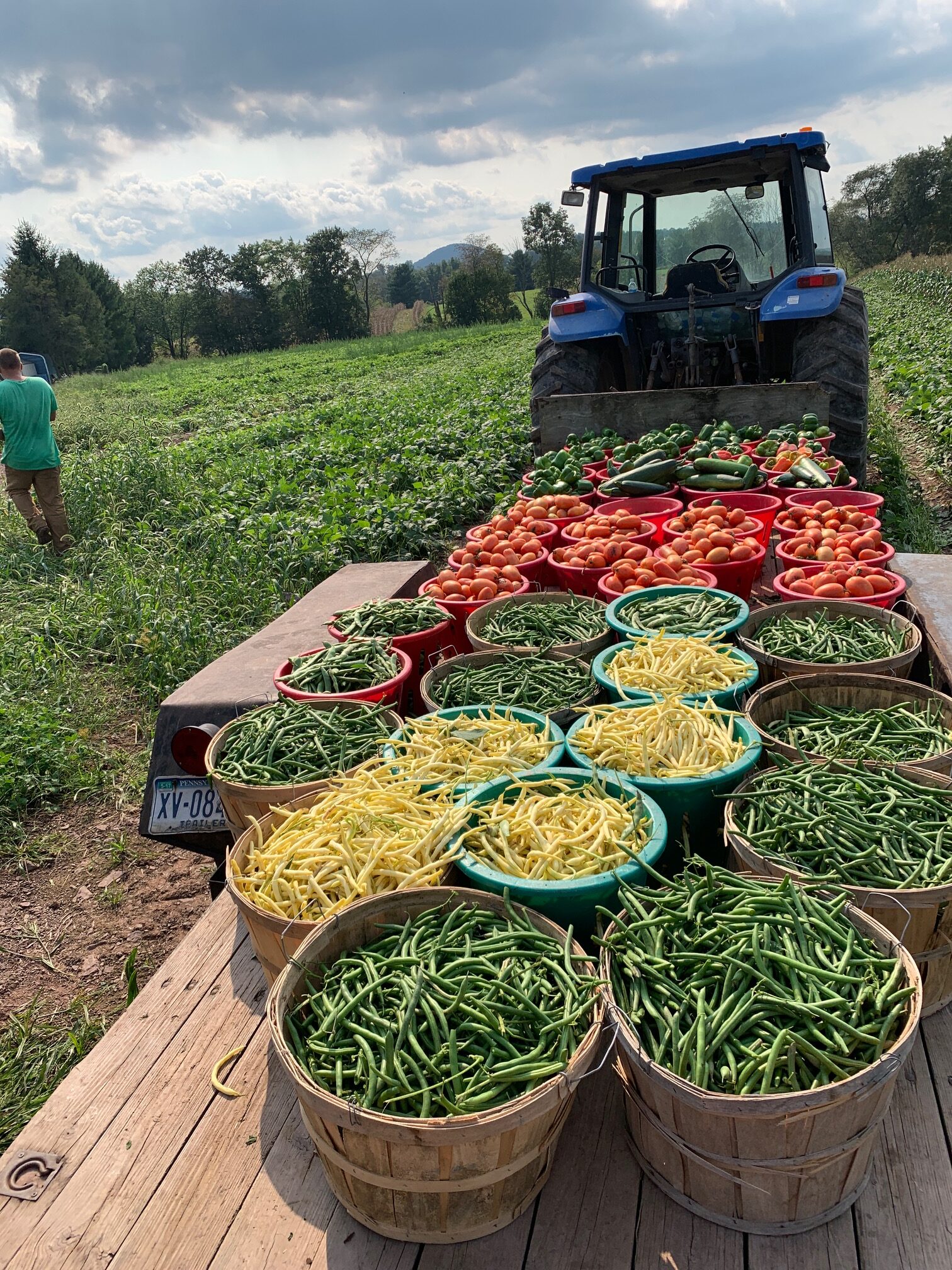 Homepage - The Veggie Boys