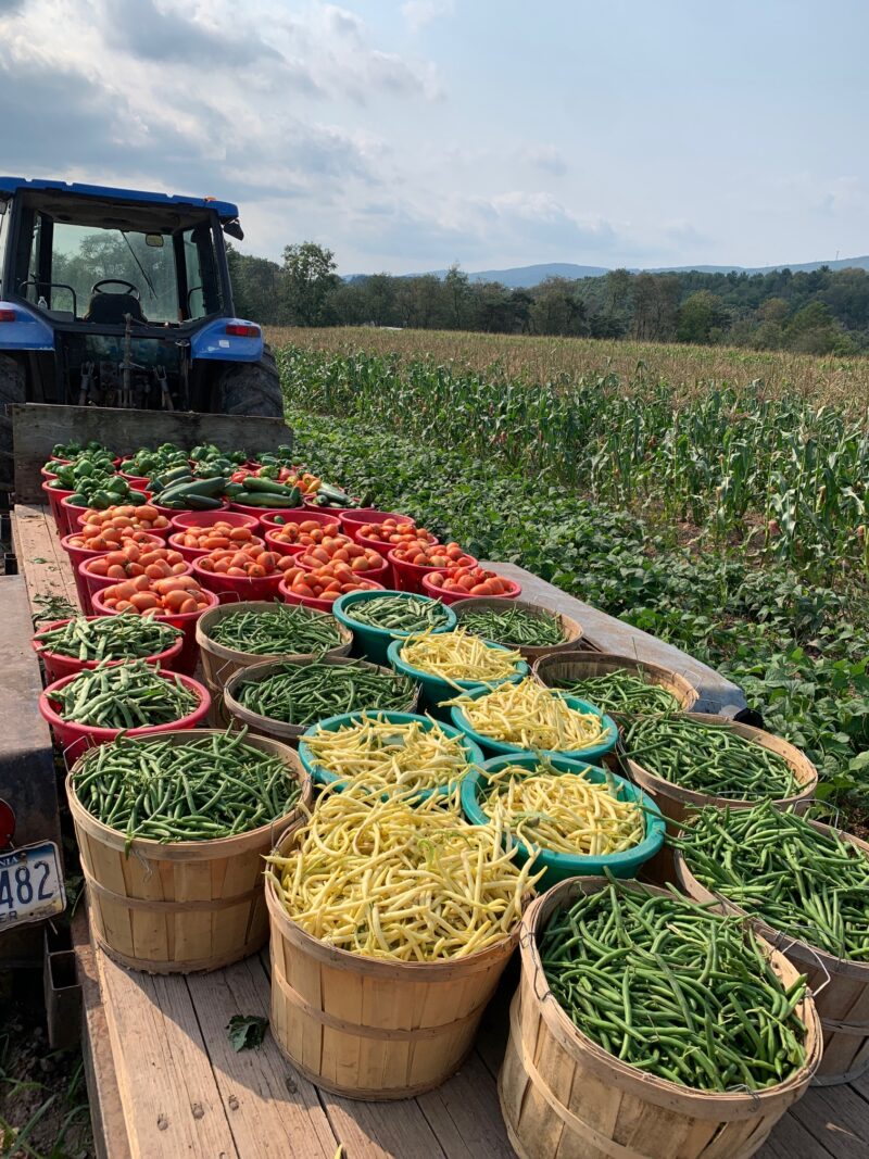 Homepage - The Veggie Boys