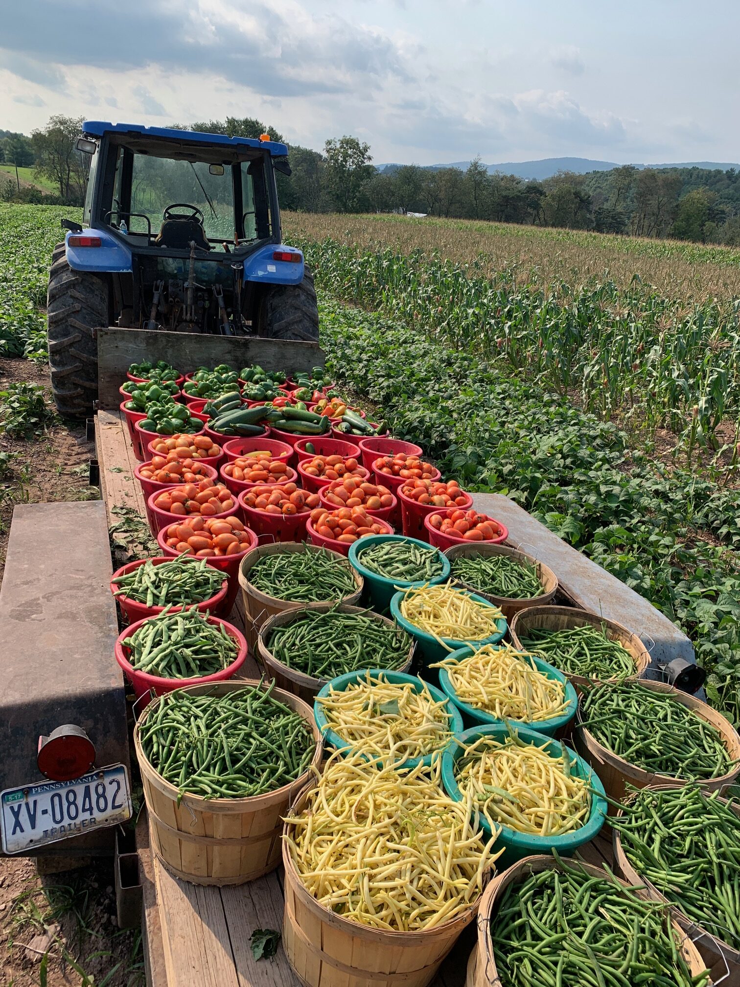 Homepage - The Veggie Boys