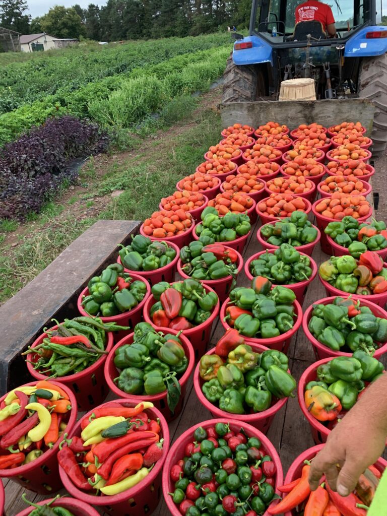 Homepage - The Veggie Boys