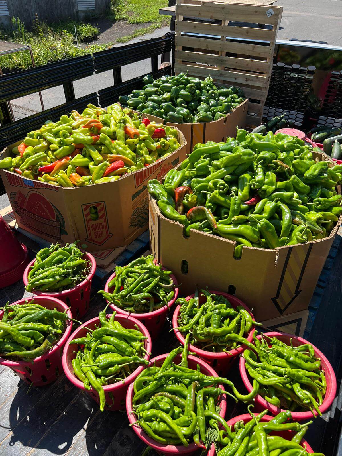 Homepage - The Veggie Boys