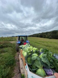 Homepage - The Veggie Boys